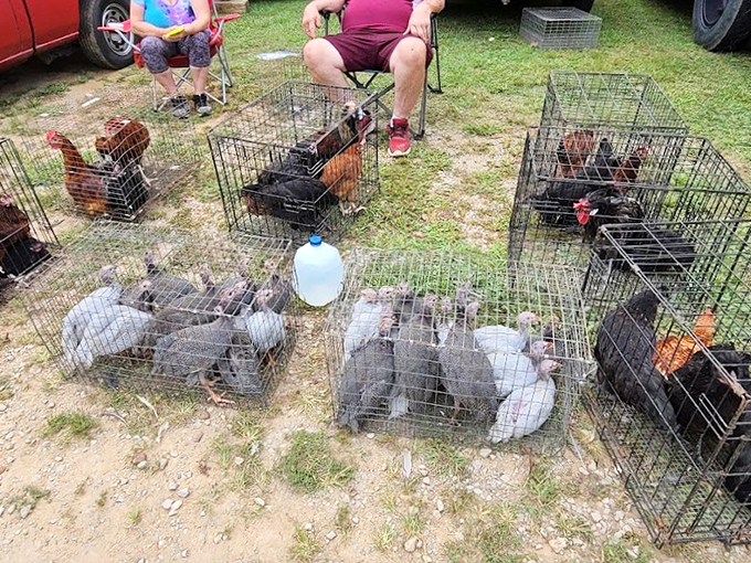 Live poultry adding barnyard authenticity to your flea market experience, because why not go completely rural?