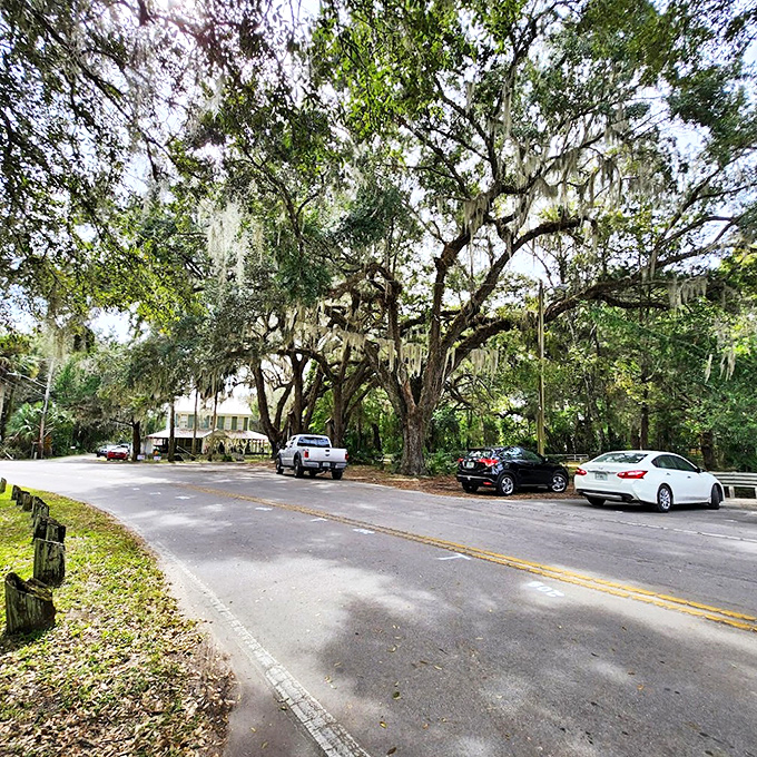 These majestic oaks form a natural cathedral ceiling over Micanopy's streets, their moss-draped branches like chandeliers in nature's grand ballroom.