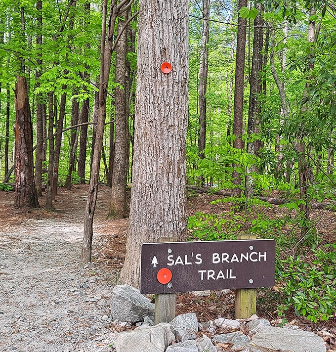 Sal's Branch Trail offers the perfect starter hike—like ordering the sampler platter when you can't decide which Umstead experience to try first.