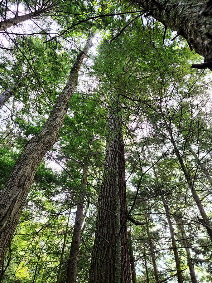 Looking up at these ancient sentinels gives you instant perspective—your problems seem smaller when standing beneath trees that remember the Civil War.