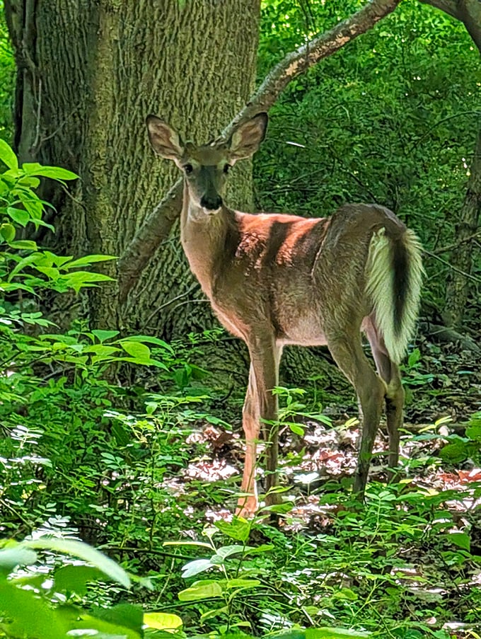 "Did someone say photo op?" Wildlife encounters at Erie Bluffs happen on nature's terms—respectful distance required, wonder guaranteed.