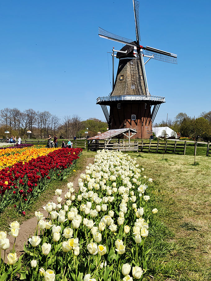 Tulips standing at attention before their windmill commander—a floral parade that transforms Holland into the Netherlands' colorful cousin. 