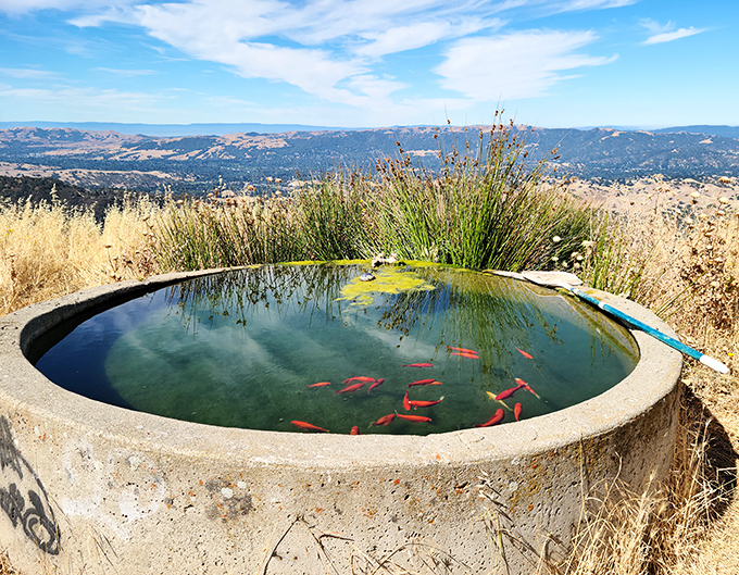 A surprising oasis complete with goldfish, proving that even at high elevations, California finds ways to add unexpected touches of magic.