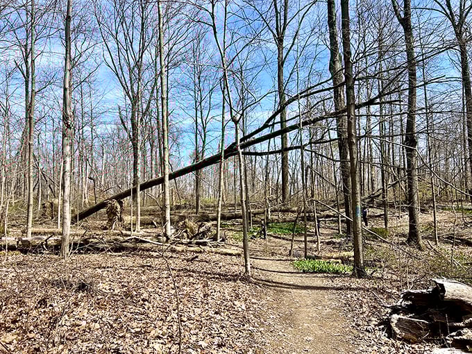 The trail doesn't care about your step count—it's more interested in how many worries you can leave behind on your journey.