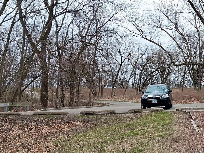 The park's winding roads reveal themselves in winter, when the trees stand like nature's honor guard welcoming you to their ancient domain.
