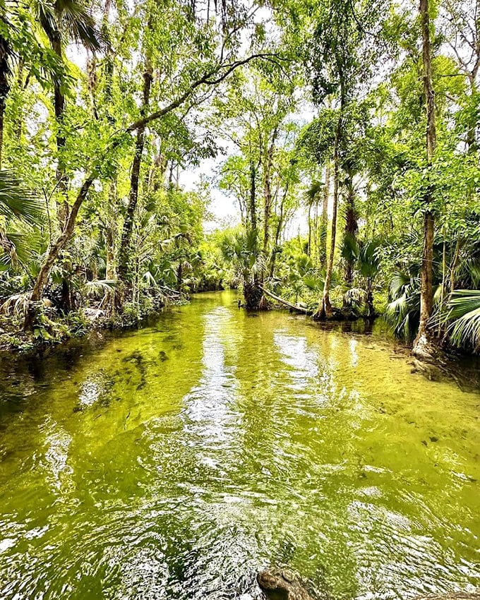 The river winds through a cathedral of cypress and palm, creating nature's own stained-glass effect as sunlight filters through the canopy.