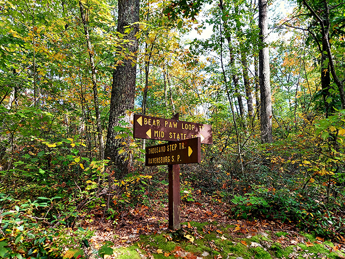 "Bear Paw Loop" – the kind of trail name that makes you simultaneously excited and slightly nervous. Adventure with just a hint of wilderness respect.