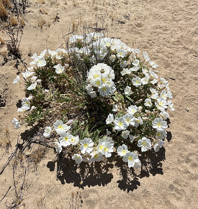 Desert wildflowers blooming against all odds—nature's way of saying, "You thought I couldn't do delicate beauty? Hold my water."
