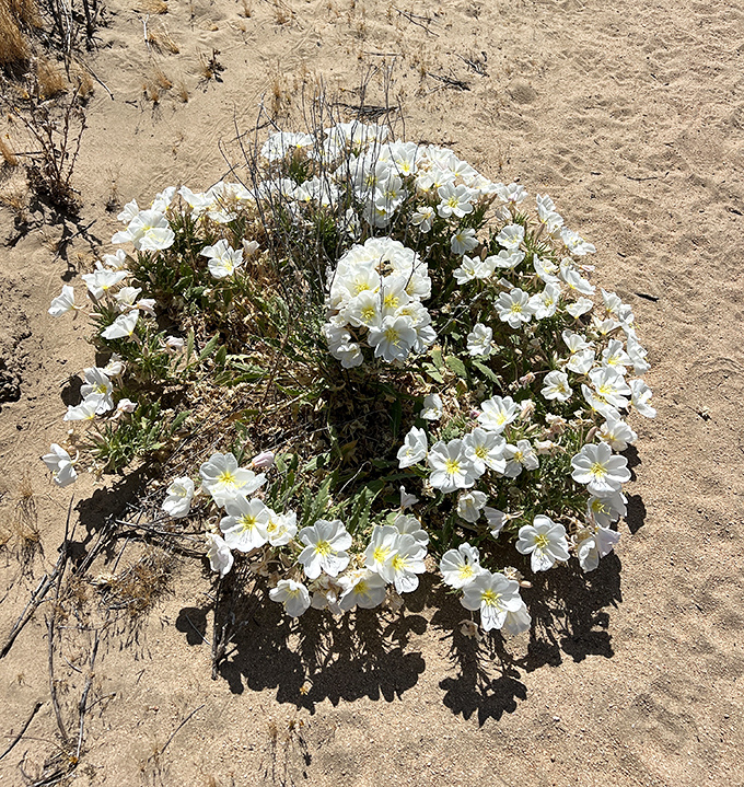 Desert wildflowers blooming against all odds—nature's way of saying, "You thought I couldn't do delicate beauty? Hold my water."