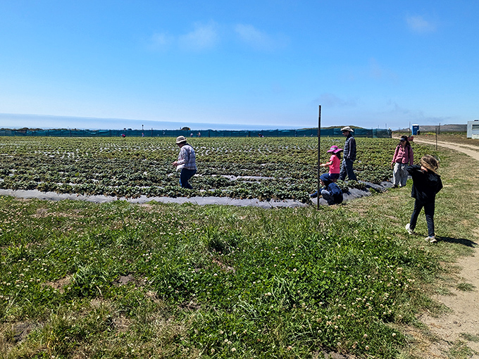 Berry hunters in their natural habitat. The serious business of finding the perfect strawberry requires concentration and comfortable shoes.