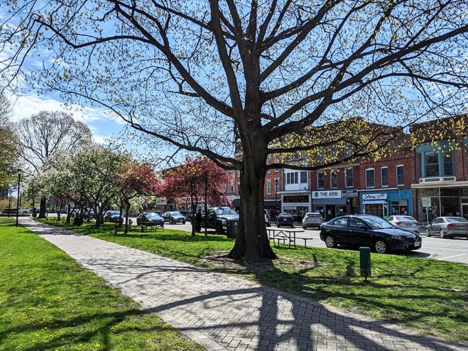 Tappan Square serves as Oberlin's front yard, where ancient trees have witnessed generations of big ideas and small moments.