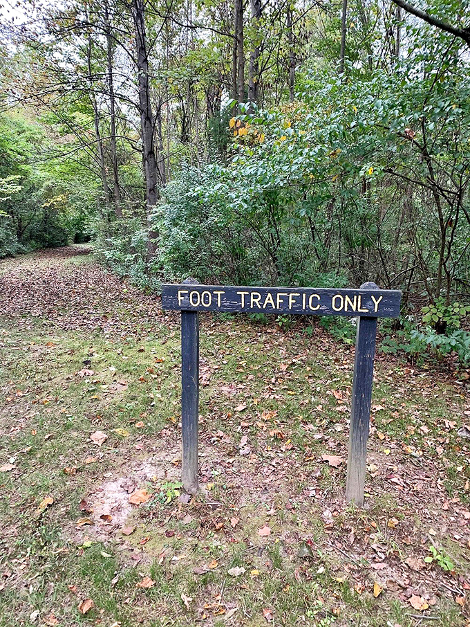 "Foot Traffic Only"—three words that promise the best kind of journey: one where you can hear your own thoughts and the whispers of the forest.