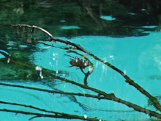 Even the insects here seem to walk on water with extra flair, as if they know they're performing on nature's most beautiful stage.