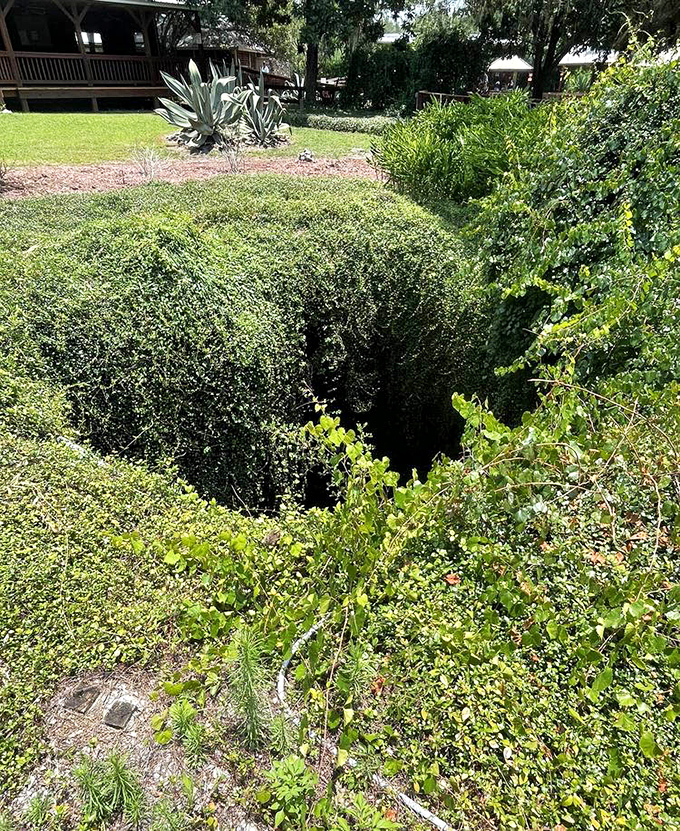 From above, the den looks deceptively modest—just a hole in the ground. It's Florida's version of "don't judge a book by its cover."