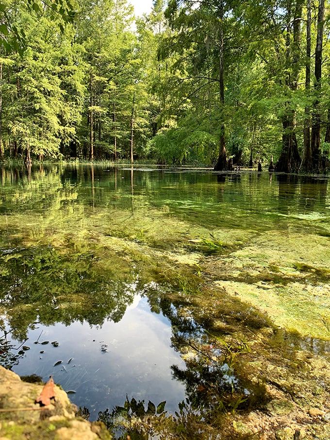 The shallow edges reveal a world of detail beneath the surface—like reading Florida's autobiography written in water and stone.