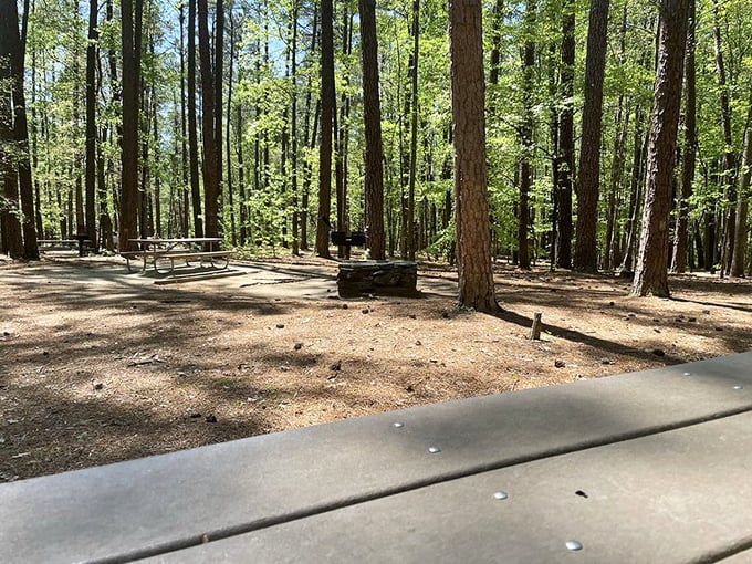 Social dining, forest-style. These picnic spots offer five-star views with zero dress code—though squirrels may judge your sandwich choices.