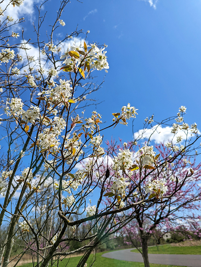 Spring announces itself in a burst of delicate white blossoms, nature's confetti celebrating another cycle of renewal.