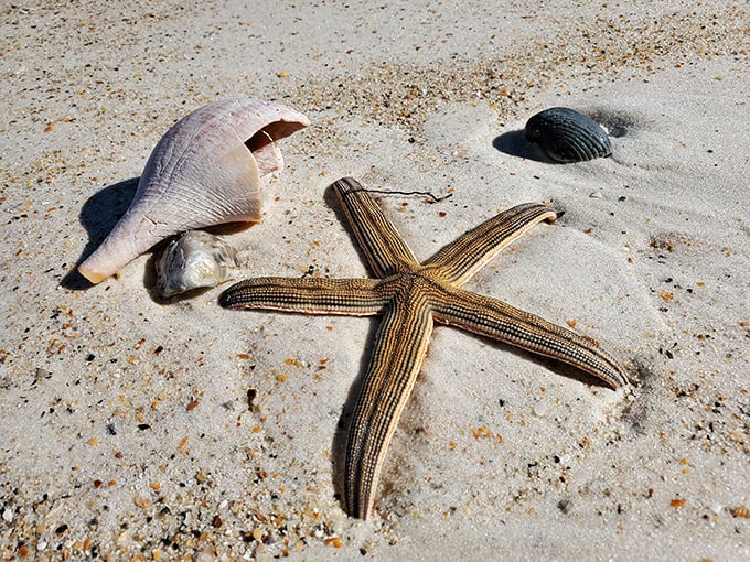 A starfish and shell still-life arrangement that belongs in a beach-themed Louvre—nature's artistry at its finest.