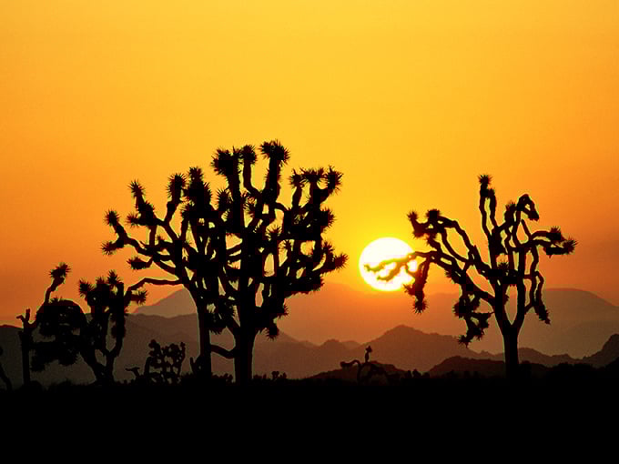 Desert sunsets perform a daily light show that would cost hundreds on the Las Vegas Strip but comes free with every Joshua Tree address.