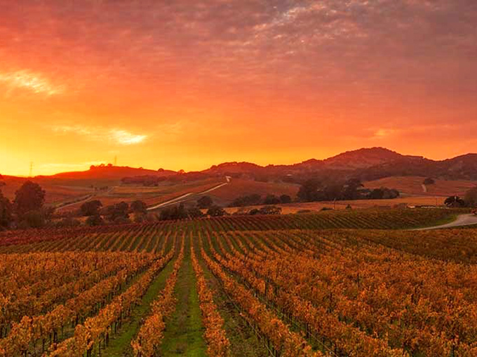 Sunset over Alexander Valley vineyards – Mother Nature's way of saying "you made the right choice moving here." California golden hour at its finest.