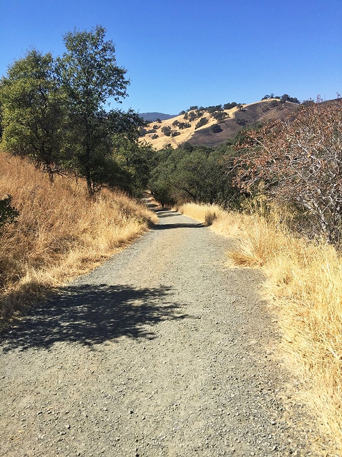 Golden hills frame this hiking trail, offering a reminder that in California, wilderness and civilization often exist just steps from each other.