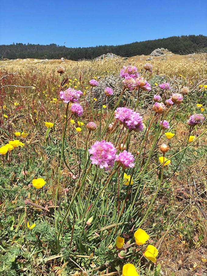 Spring's wildflower explosion transforms coastal meadows into nature's confetti celebration – no Instagram filter required for these colors.