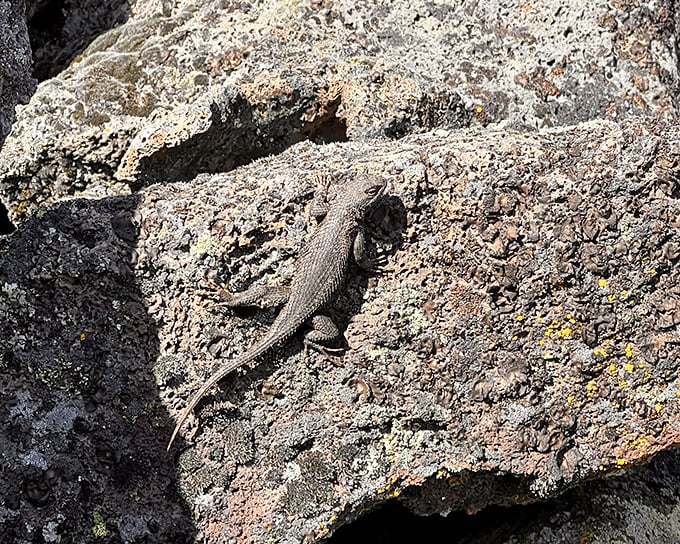 The original residents of these volcanic rocks don't seem bothered by visitors. This little lizard has evolved to be the perfect sunbather.