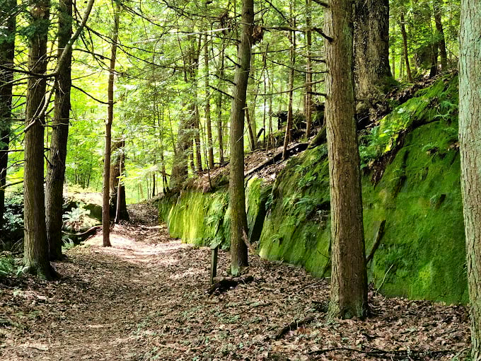 Woodland paths curve mysteriously ahead, promising discoveries that GPS could never help you find.