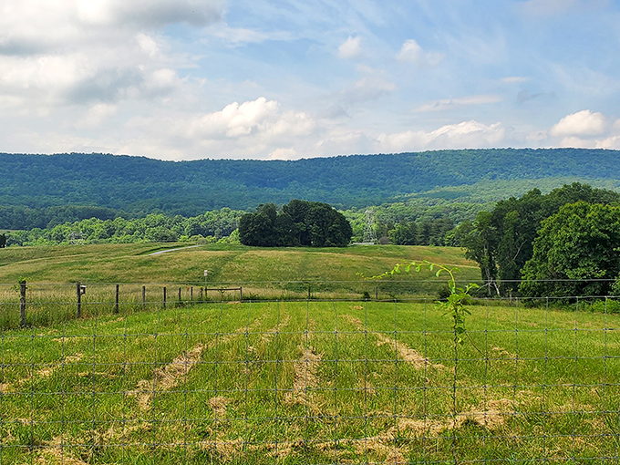 Beyond these fields lies a forested ridge that's been standing sentinel since before America was even a concept – talk about perspective.