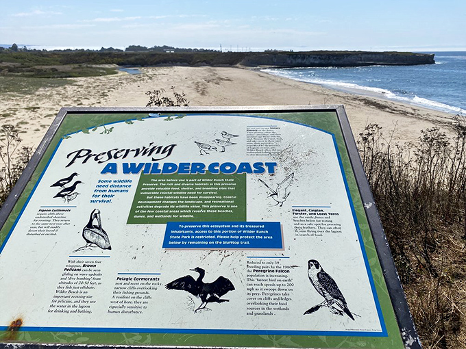 Educational signage that reminds us we're just visitors in this wild coastal ecosystem. Nature's version of "look but don't touch."
