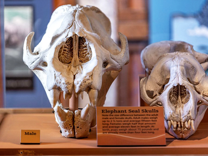 Elephant seal skulls revealing the impressive architecture behind these magnificent marine mammals—nature's engineering at its finest.