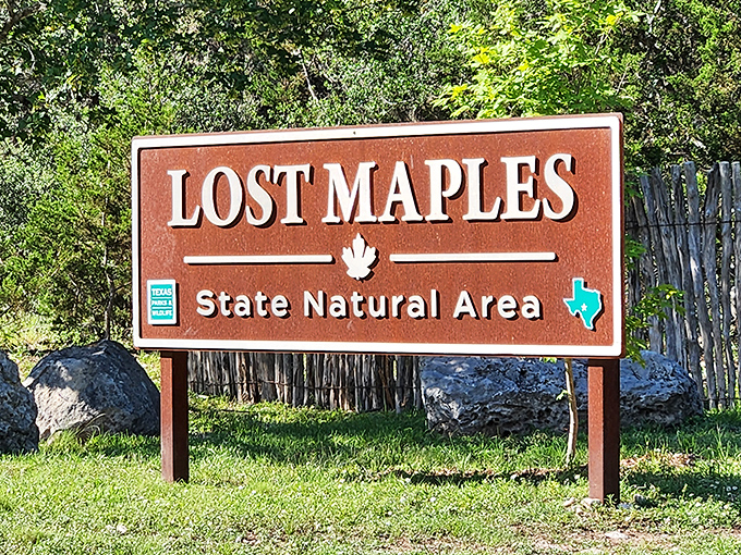 The entrance sign promises maple trees in Texas, which sounds about as likely as finding penguins in the Sahara—yet here they are.