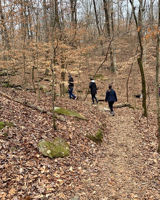 The forest floor carpeted in autumn's discarded wardrobe. These trails whisper stories to those who listen while crunching through nature's finest confetti.