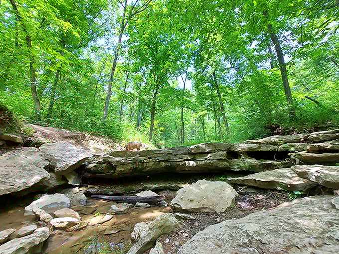Sunlight filters through the forest canopy creating nature's own stained glass effect—no cathedral required.
