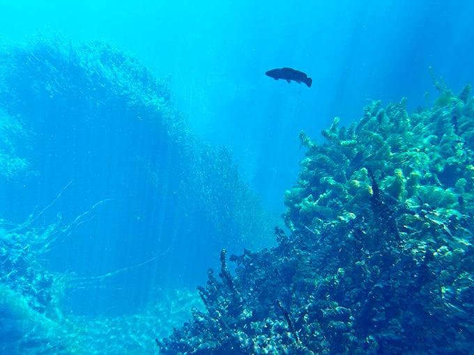 The underwater real estate market is booming! This subaquatic landscape reveals a whole different world just beneath the surface.