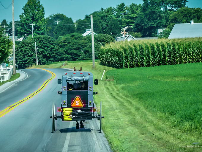 The classic Amish buggy scene – where rush hour means yielding to a horse that couldn't care less about your schedule.