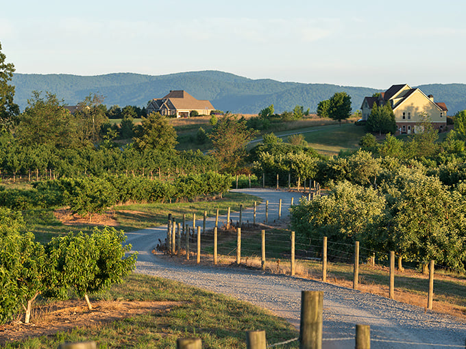 Rows of apple trees stretch toward distant mountains in Ellijay. This orchard paradise is where Southern hospitality grows on trees!