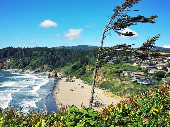 That windswept tree tells the whole story of Trinidad's wild beauty – nature's perfect sculpture garden meets surfer's paradise.