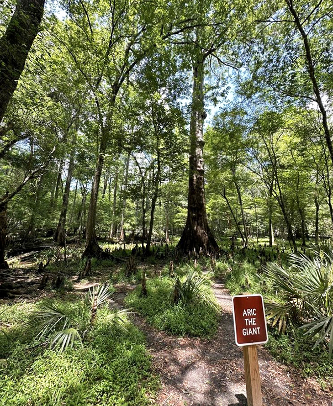 "Aric the Giant" stands sentinel in the forest, a cypress elder who's seen centuries of Florida history unfold. Some trees don't need theme parks to be attractions.