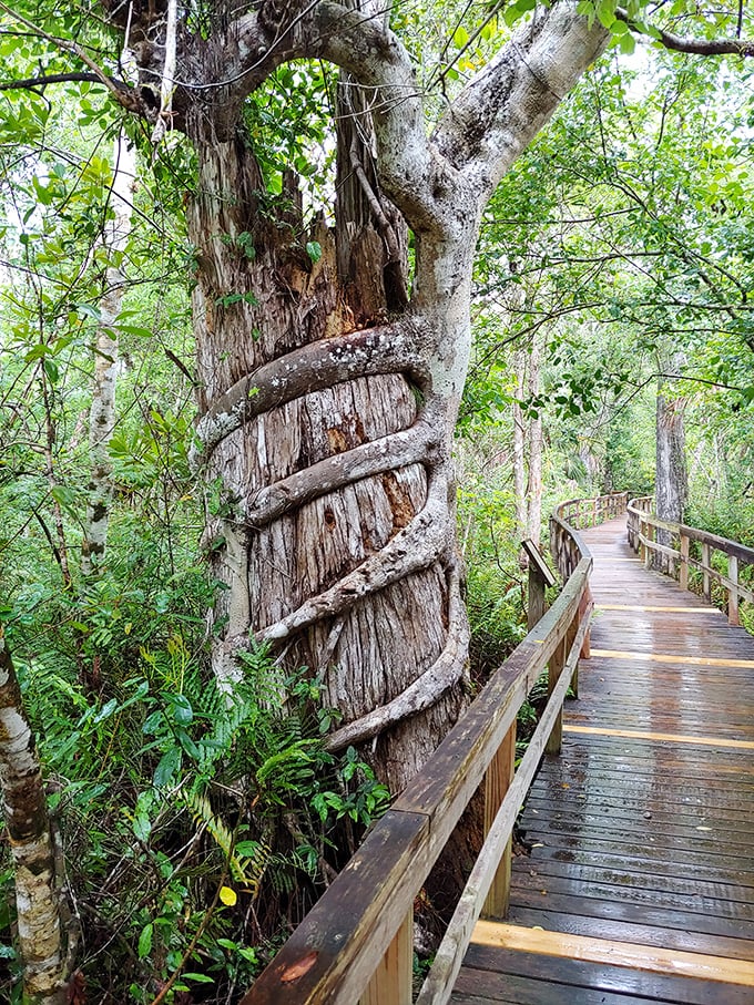 Tree huggers, take note: this strangler fig has perfected the art of the embrace. Nature's own sculpture garden unfolds along the wooden boardwalk.