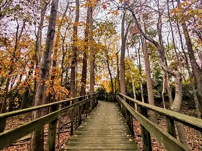 Fall's fiery palette creates a magical corridor along this wooden boardwalk. Walking here feels like stepping into a painting that changes with every season.