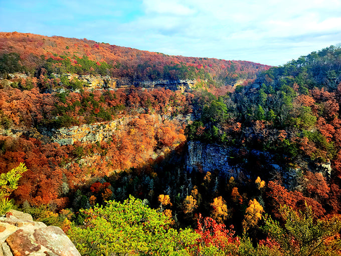 Fall's fiery palette transforms Cloudland Canyon into nature's art gallery. Even Bob Ross would add a few more "happy little trees" here.