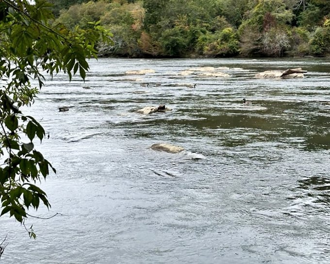 Nature's obstacle course! These ancient rocks have been choreographing the river's dance for millennia, creating ripples that hypnotize even the most distracted minds.