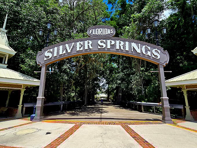 Step through this iconic entrance arch and leave your worries behind – you're now entering Florida's original tourist attraction, predating a certain mouse by decades.