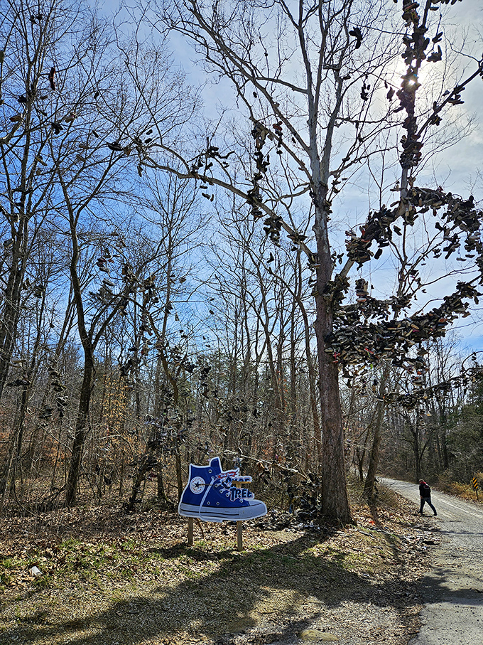 Nature's most peculiar closet display—sneakers, boots, and sandals hanging like strange fruit from every available branch.