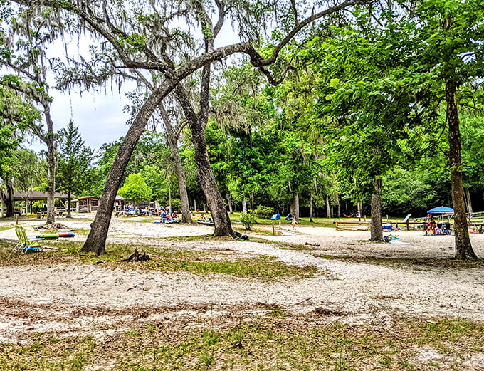 Ancient oaks stand guard over sandy shores, their Spanish moss beards swaying in the breeze like nature's own welcome banners.