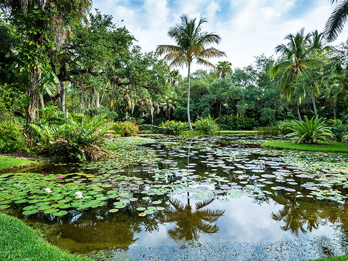 Monet would have set up his easel here in a heartbeat. The lily pond reflects palm trees and sky in a perfect Florida mirror.
