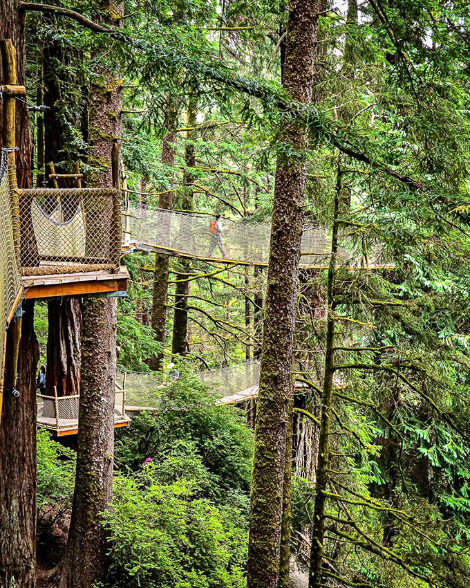 Walking across these aerial bridges feels like starring in your own adventure movie—minus the villains and with significantly better safety features.