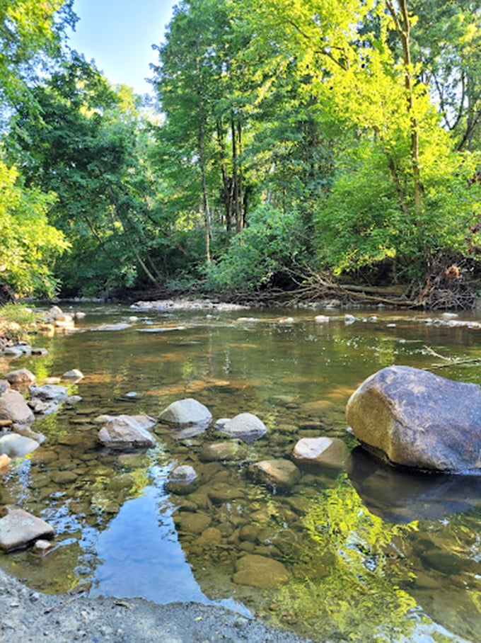Sunlight dapples through the canopy, creating nature's stained glass above this peaceful stream. Stress doesn't stand a chance here.