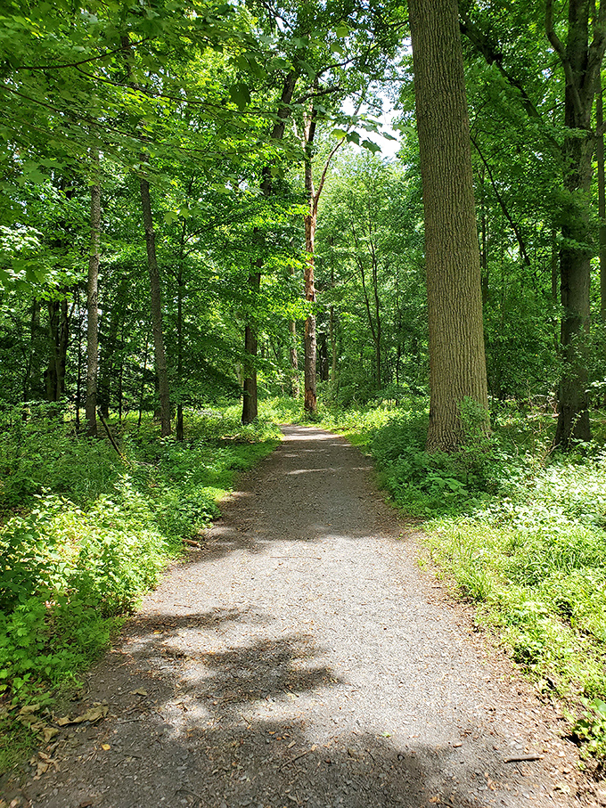 Nature's hallway beckons with dappled sunlight filtering through a canopy of green, promising adventure just steps from the city.